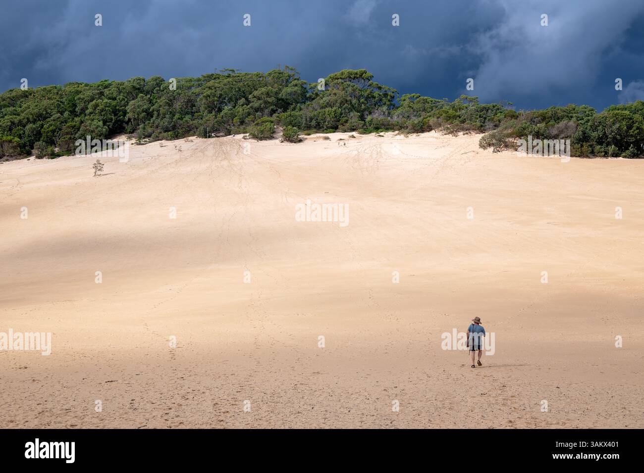 Carlo sandblow, Cooloola recreation area, man climbing sand dune ...