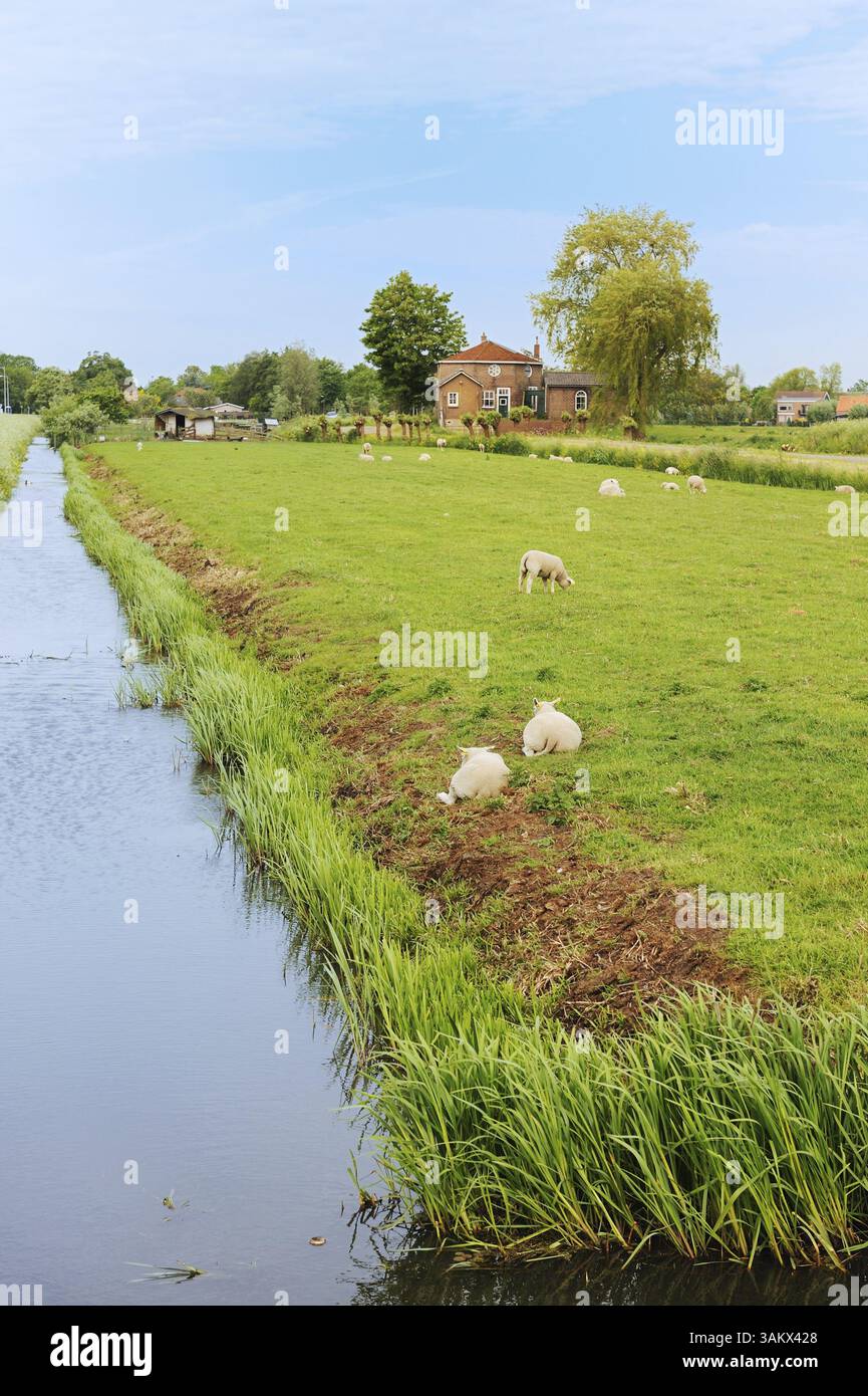 Farmland with sheep and farmhouse in typical Dutch landscape Stock ...