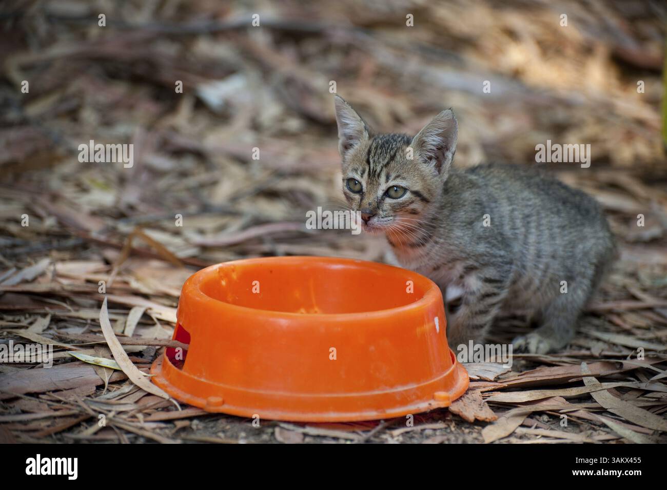 Feeding her little hi-res stock photography and images - Alamy