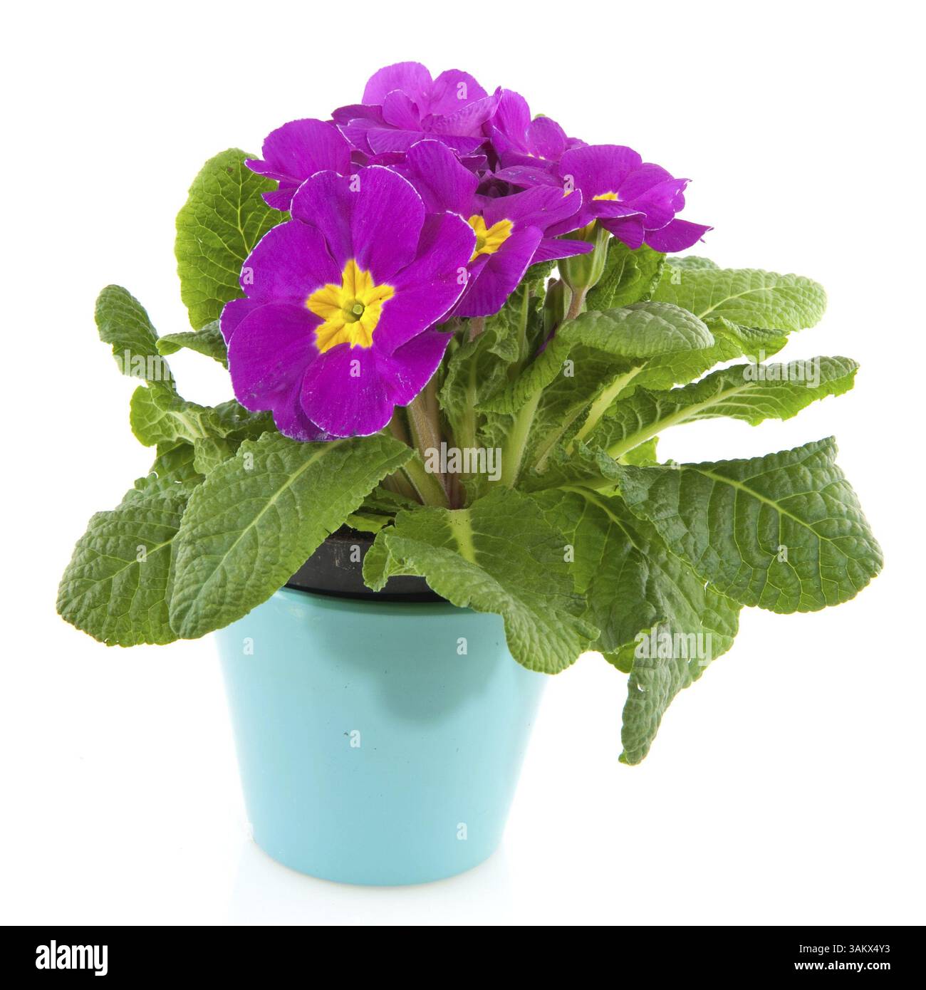 Purple Primula in blue flower pot isolated over white Stock Photo - Alamy