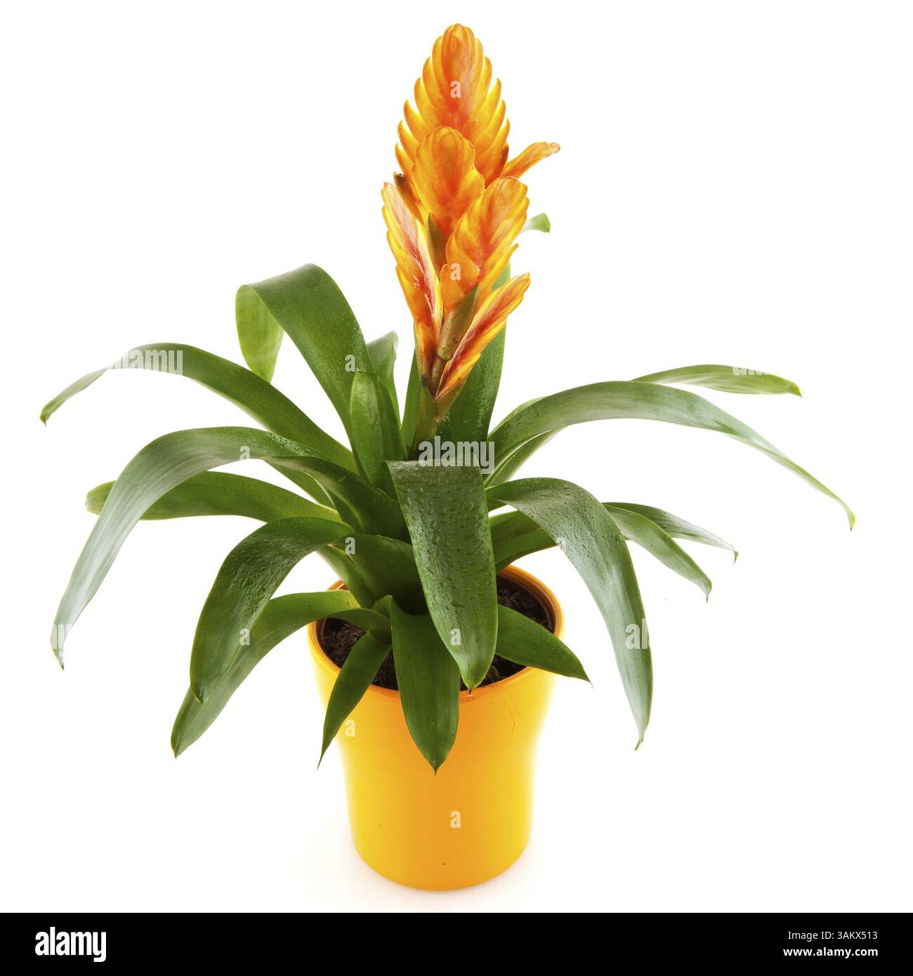 Bromeliad plant with orange flowers isolated over white Stock Photo - Alamy