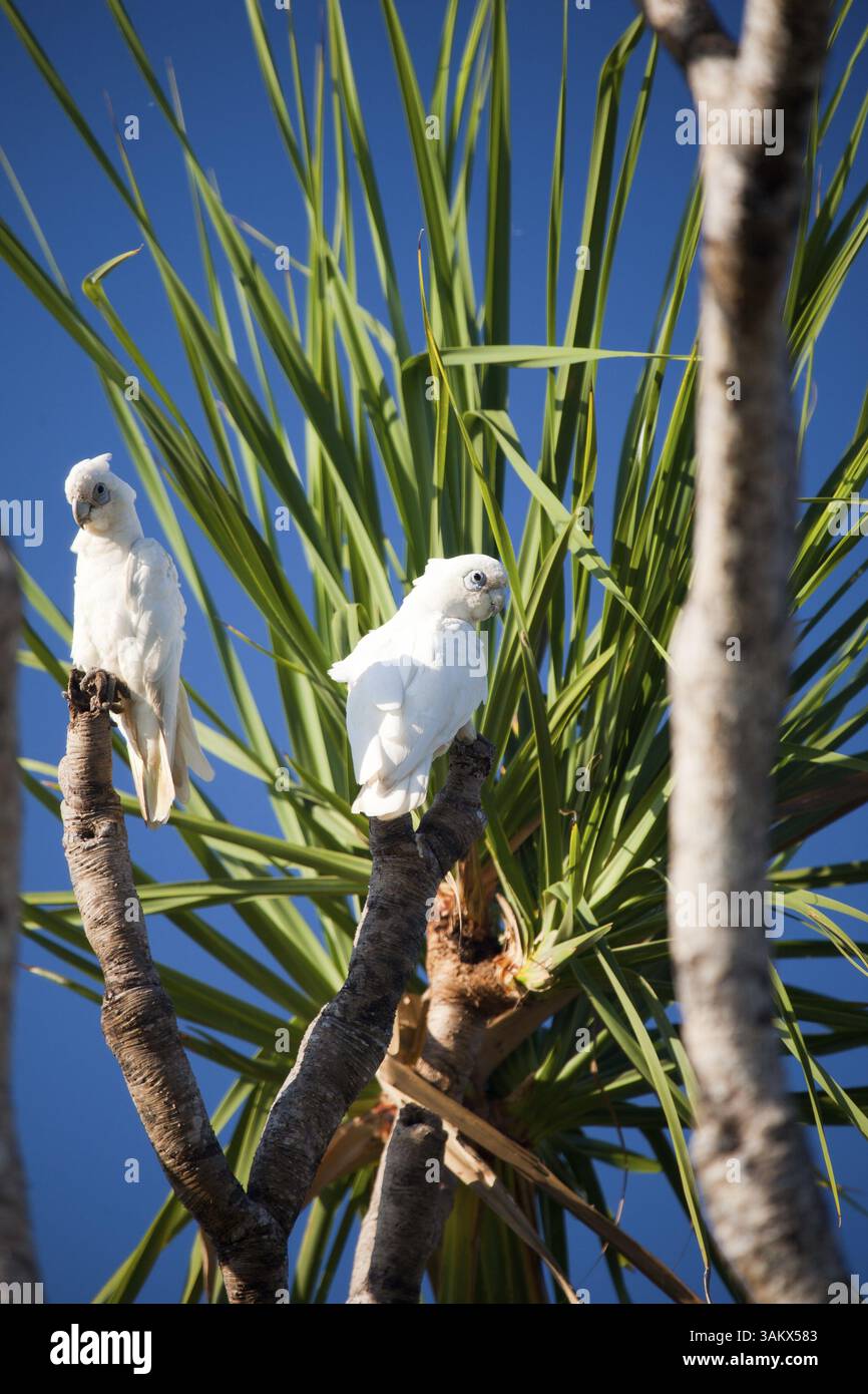 Australian tree in landscape full with white cockatoos Stock Photo - Alamy