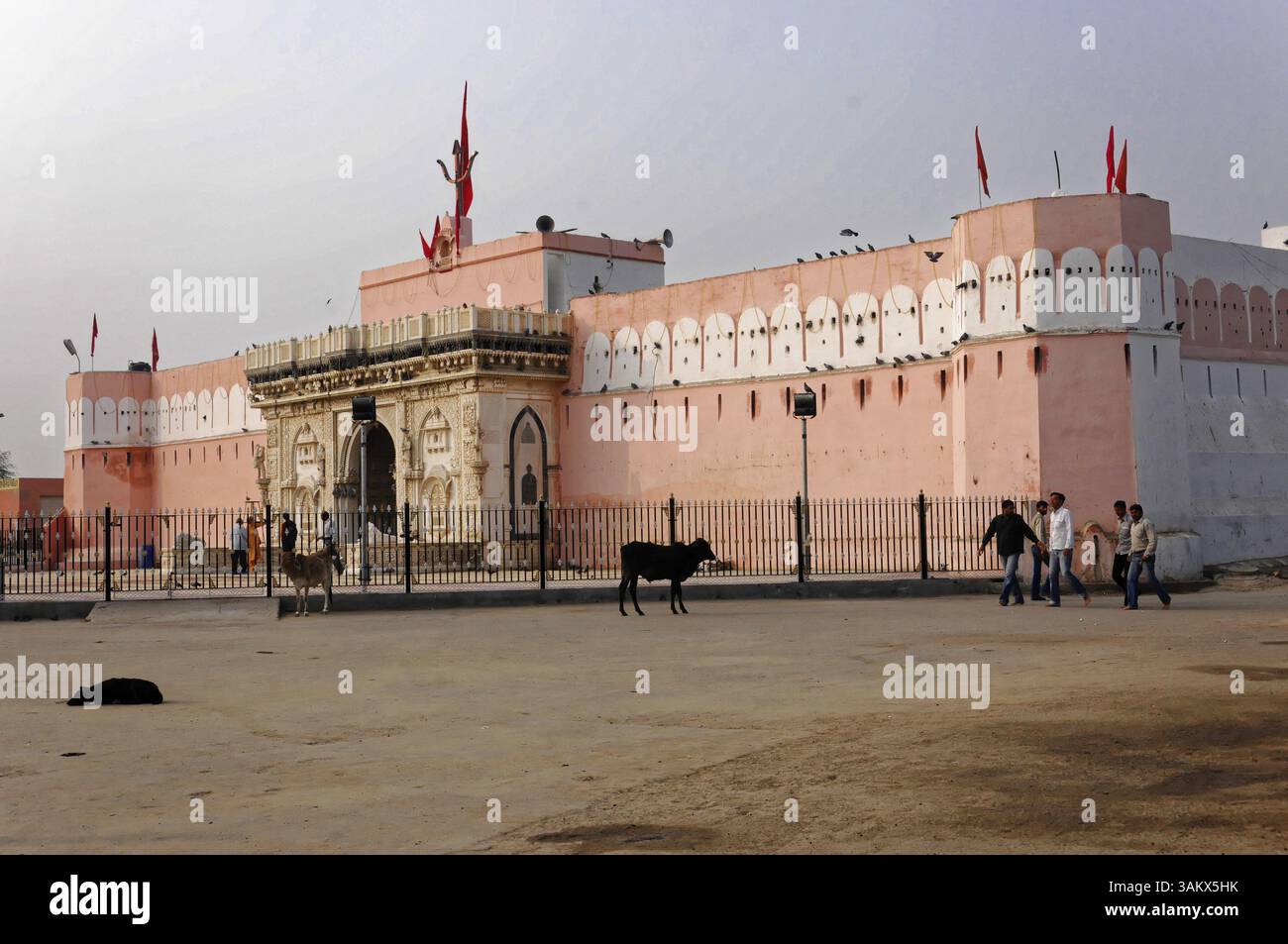 Rat temple of Karni Devi, near Bikaner, Rajasthan, India, A large pink ...