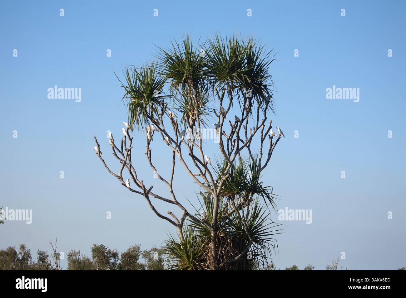 Australian tree in landscape full with cockatoos Stock Photo - Alamy