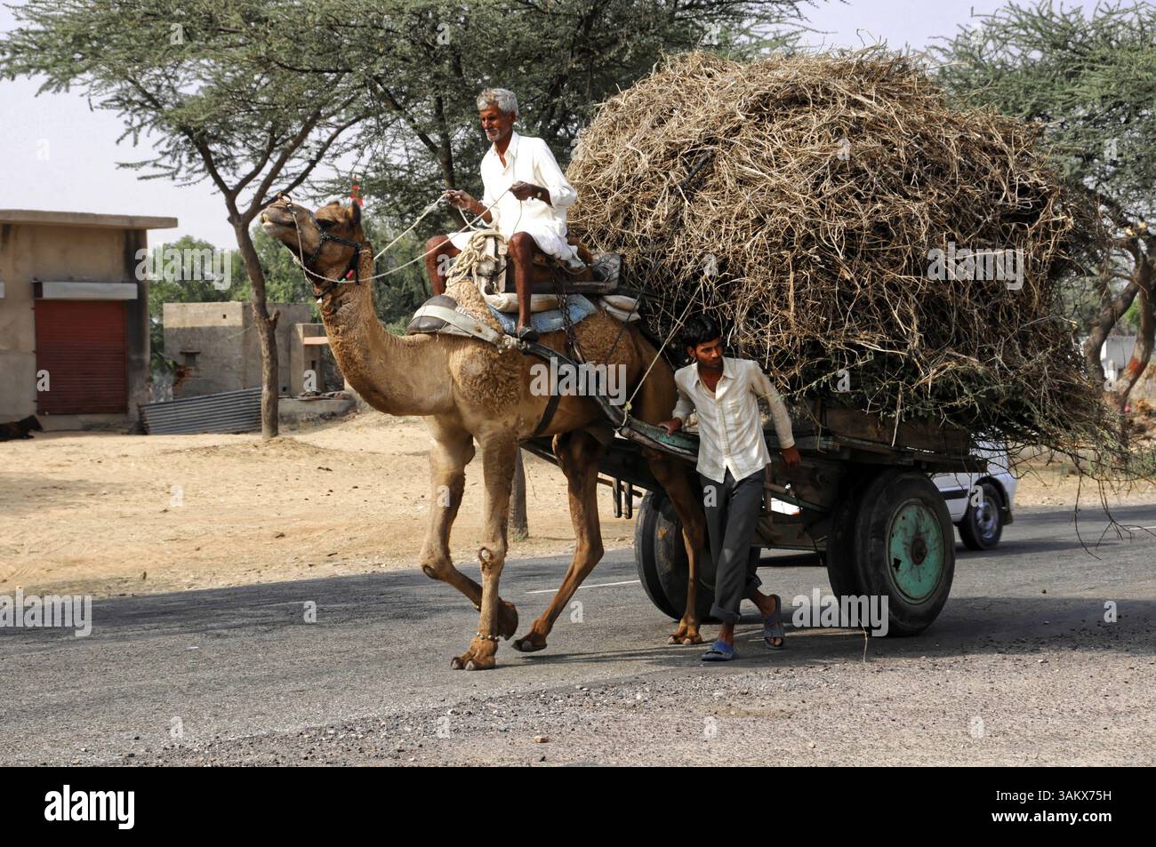 Fully loaded camel cart, near Bikaner, Rajasthan, India, A camel pulls ...