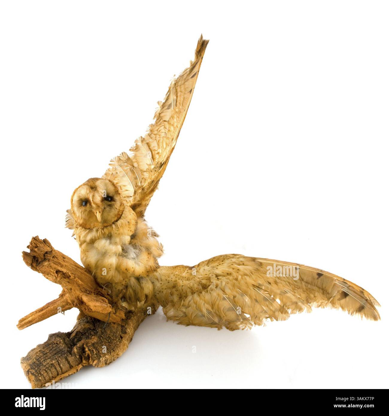 Prepared owl as a symbol for wisdom Stock Photo - Alamy
