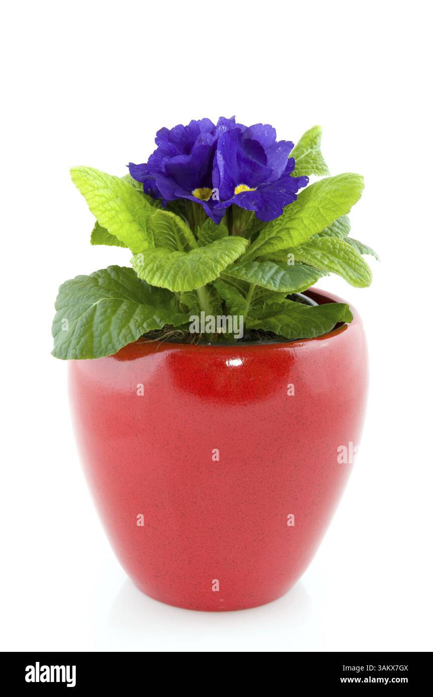 Red potted plants Cut Out Stock Images & Pictures - Alamy