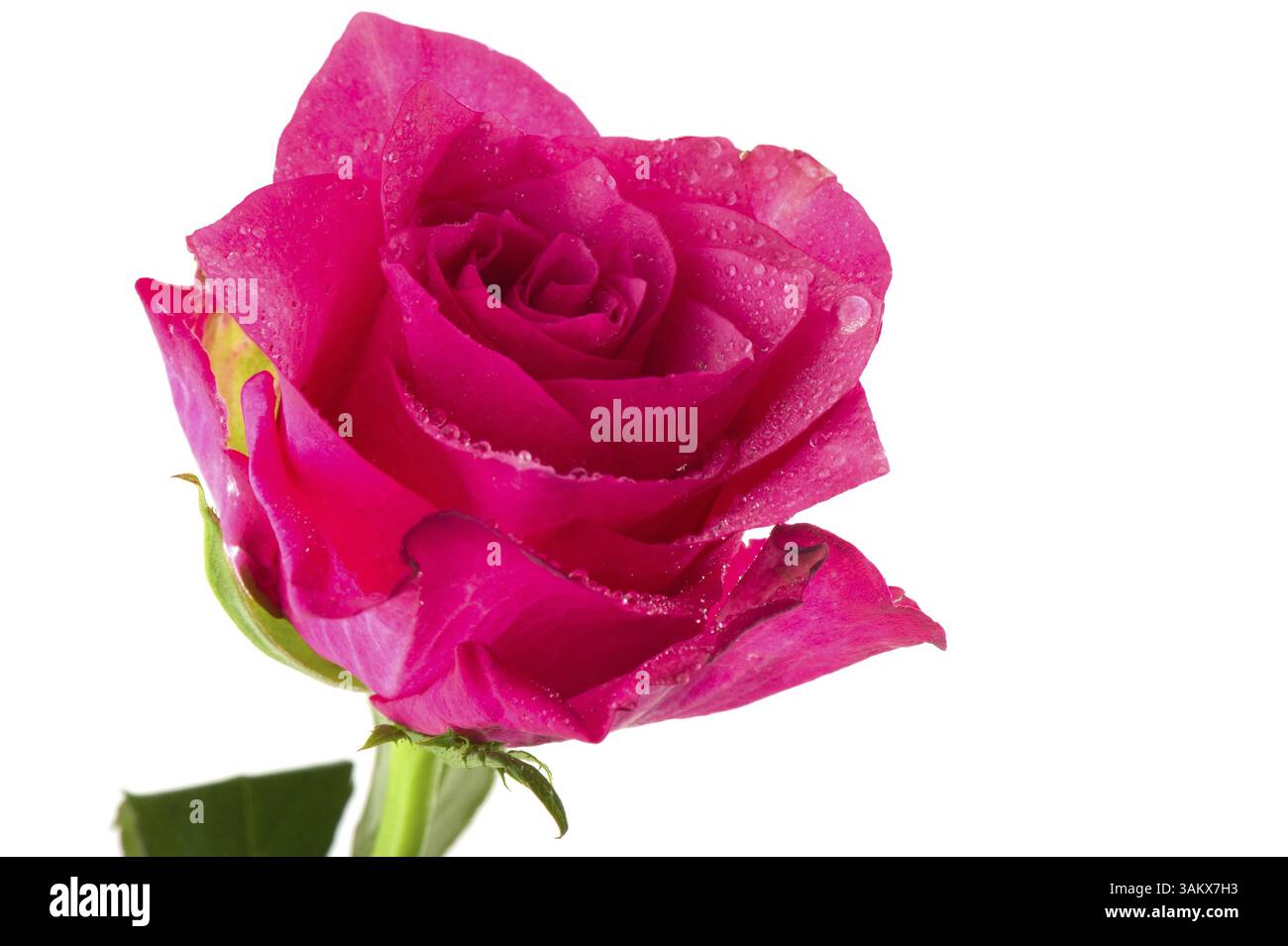 Single pink colored rose Cut Out Stock Images & Pictures - Alamy