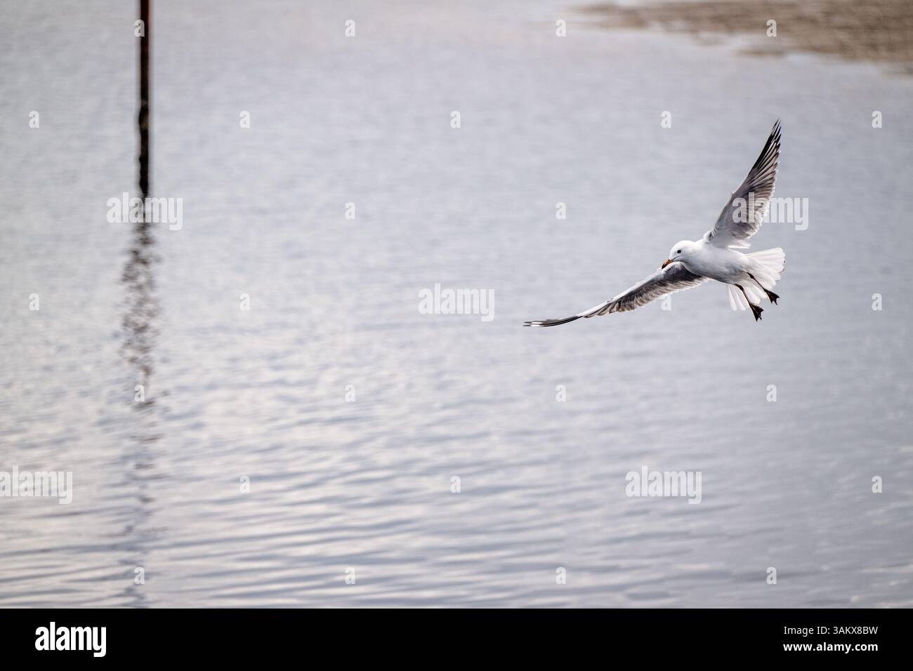 Seagull gull flying over water, coastal marina bird wildlife, common ...