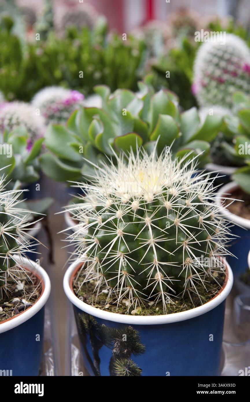 Varying plants hi-res stock photography and images - Alamy