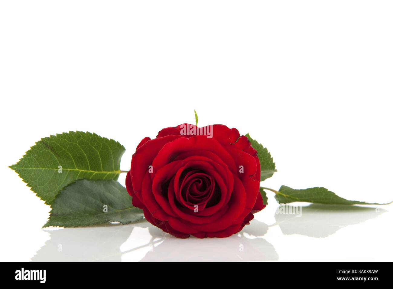 Single red rose flower isolated over white Stock Photo - Alamy