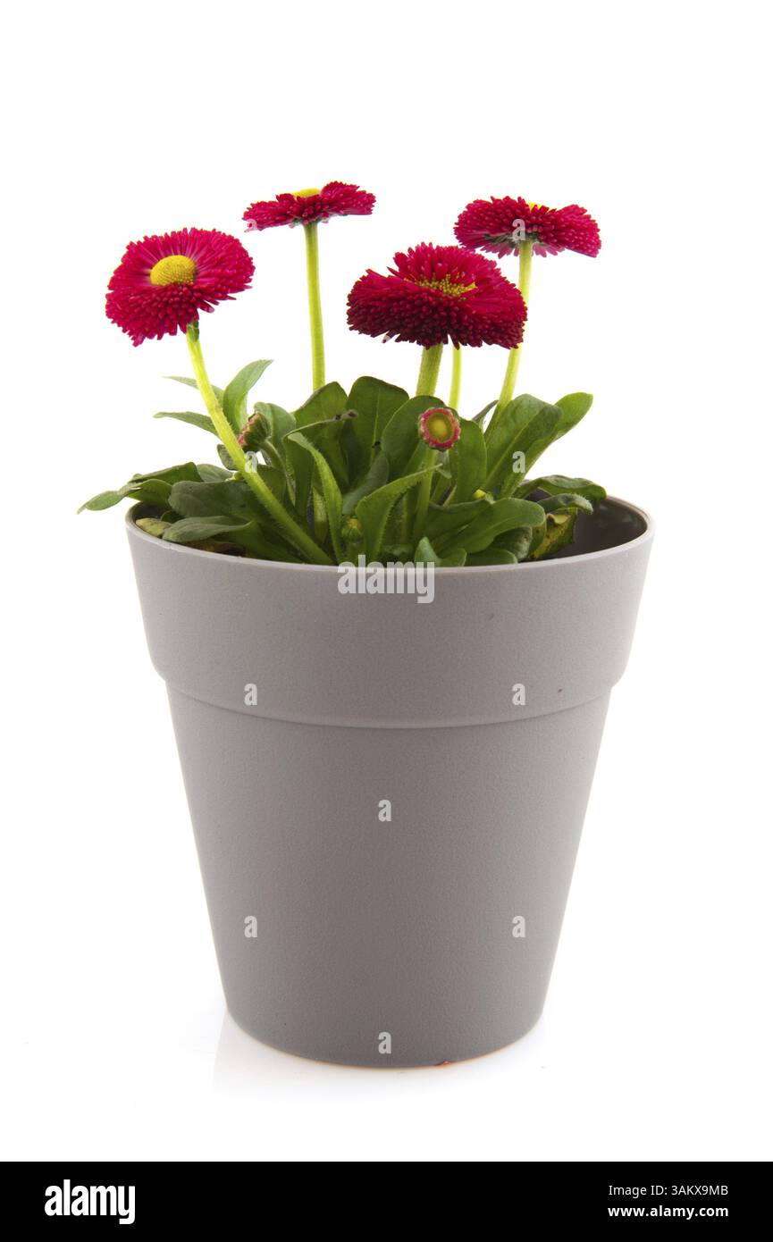 Gray plant pot Cut Out Stock Images & Pictures - Alamy