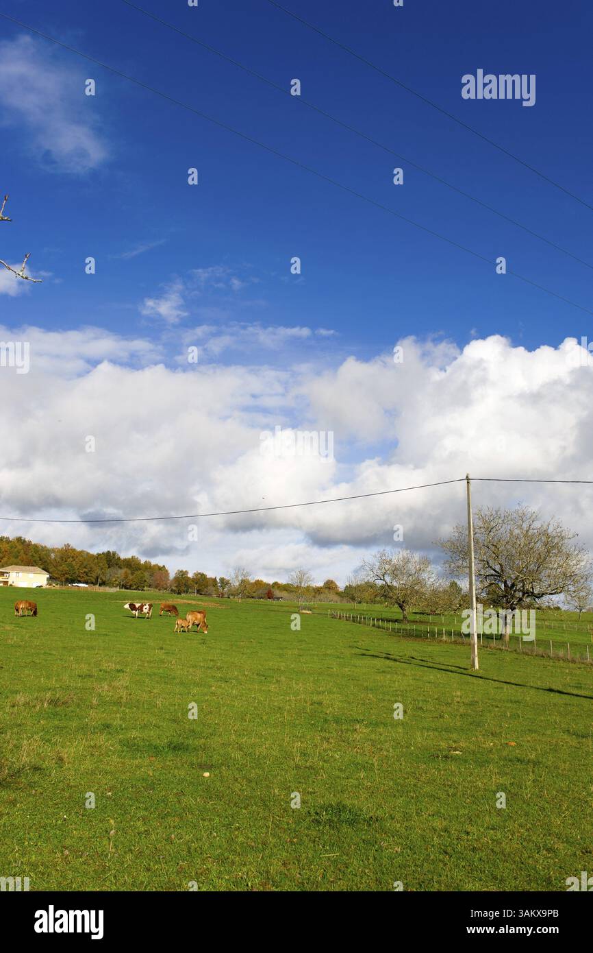 Cattle French cows in landscape at the Dordogne in France Stock Photo ...