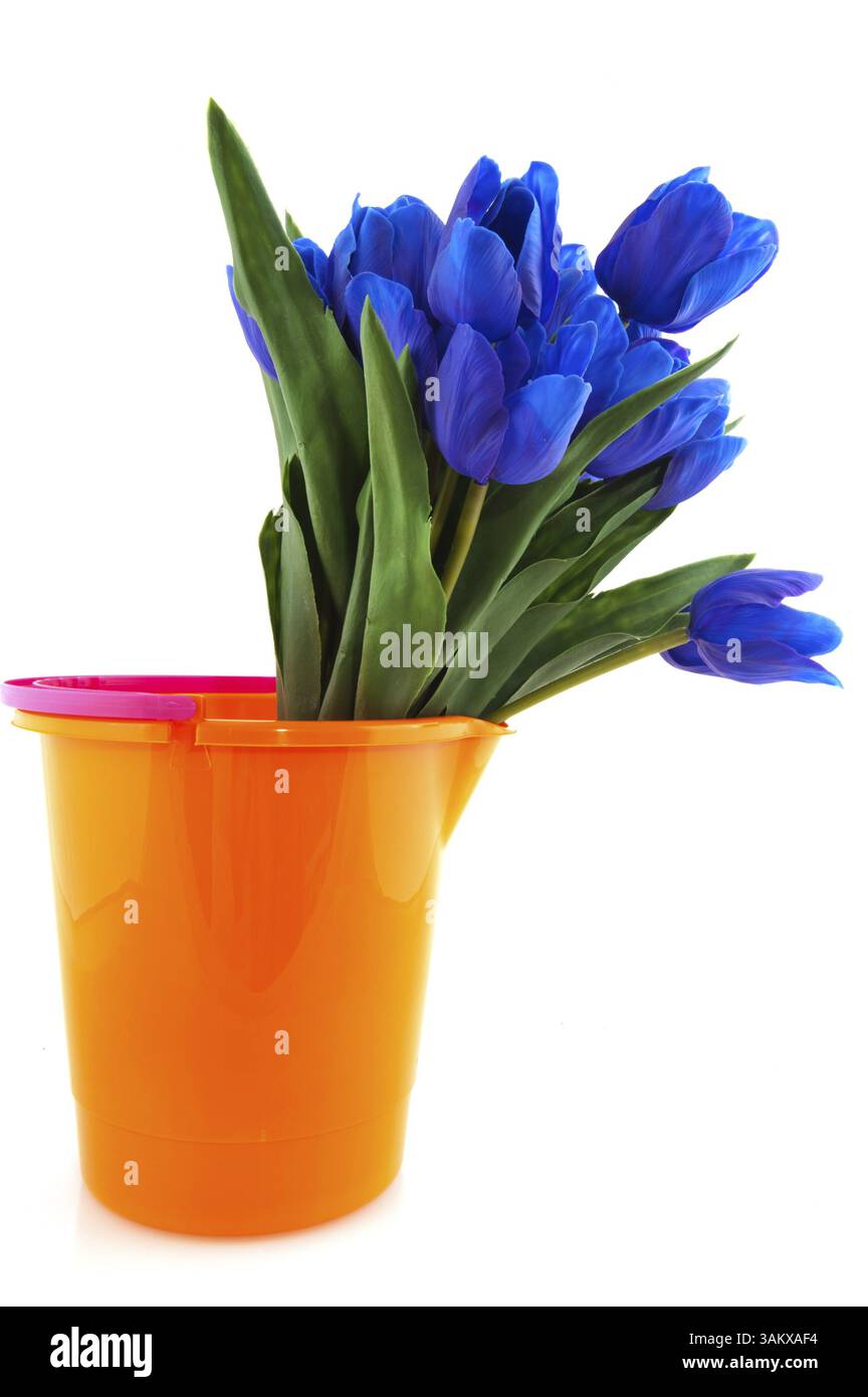 Tulips in weird blue color in orange bucket Stock Photo - Alamy