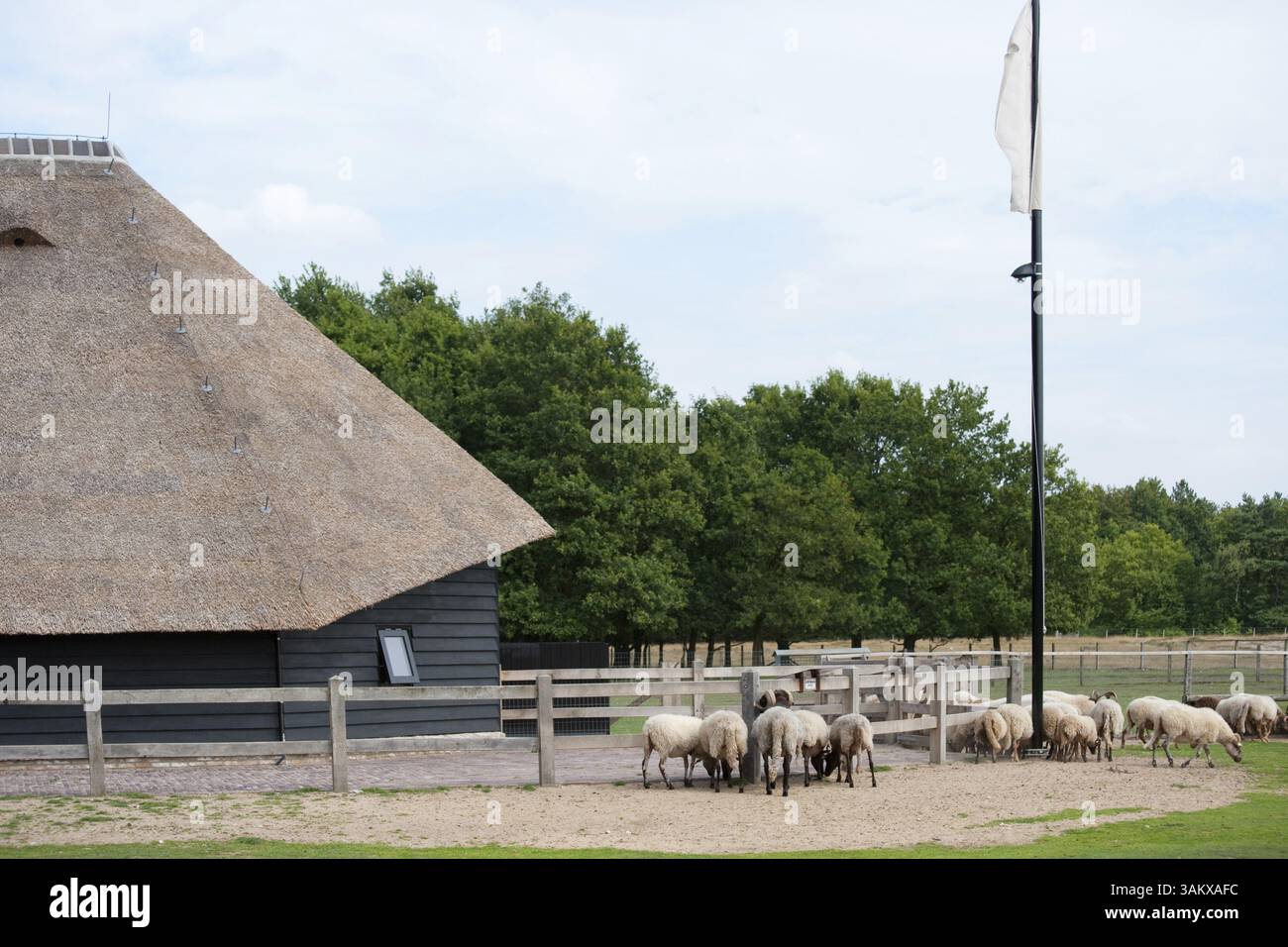 Dutch typical sheep fold with animals outdoor Stock Photo - Alamy