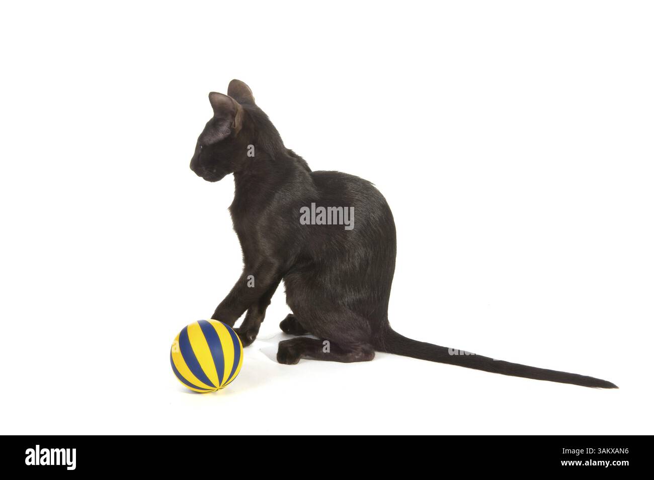 Black stripes cat Cut Out Stock Images & Pictures - Alamy