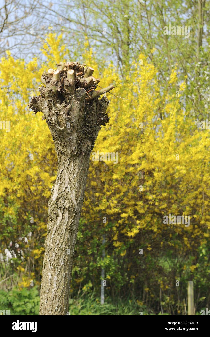 Pollarded shrub hi-res stock photography and images - Alamy