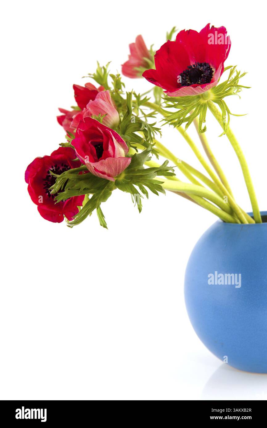 Bouquet of red Anemone flowers in blue vase Stock Photo - Alamy