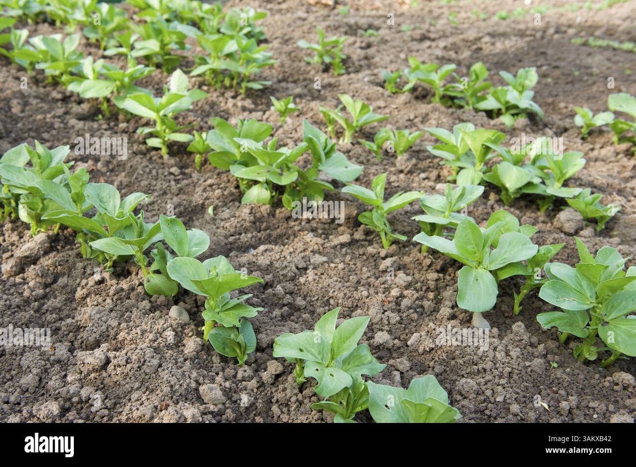 Growing broad beans in the vegetable garden Stock Photo - Alamy