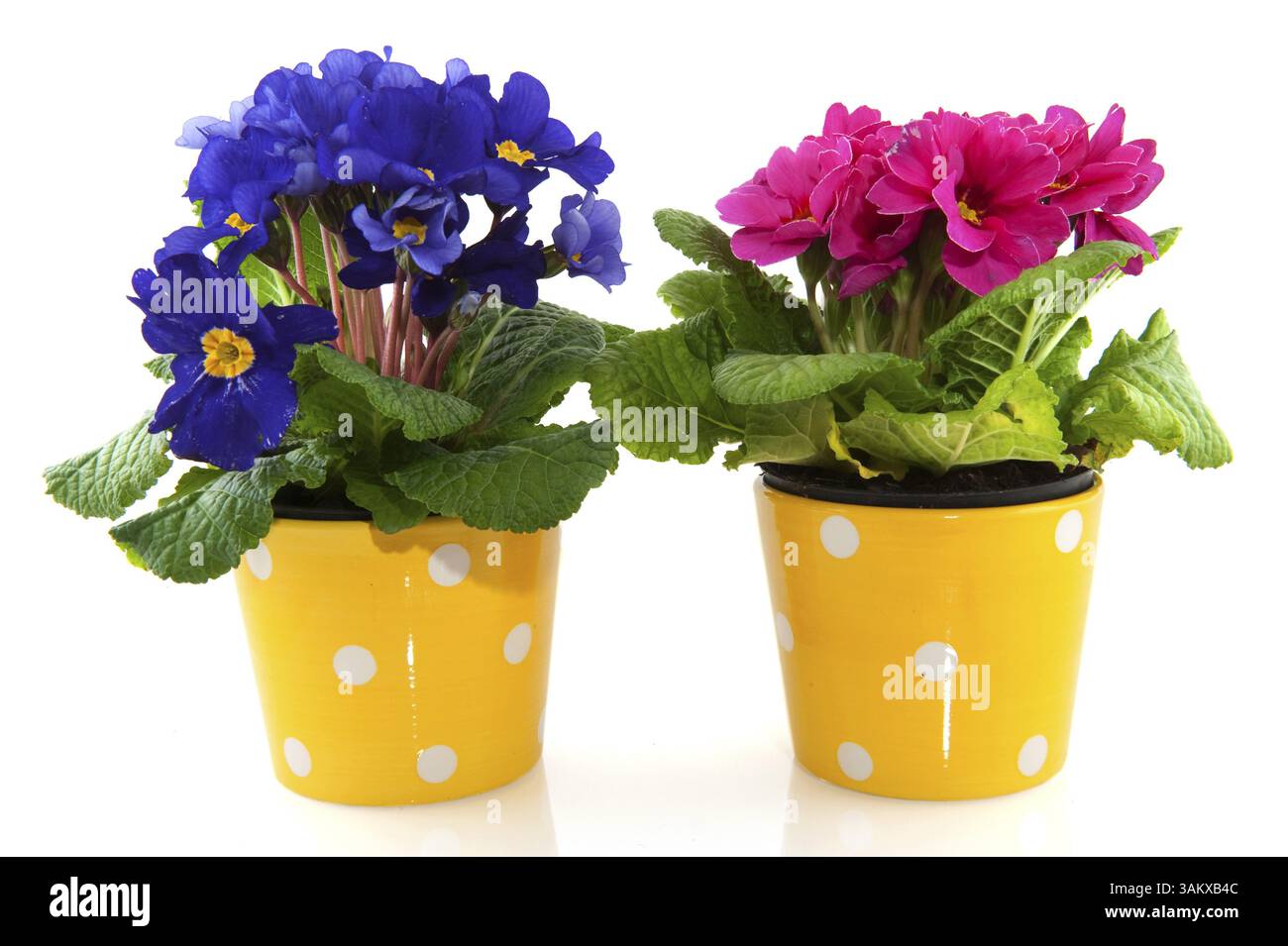 Colorful Primroses in pink and blue isolated over white Stock Photo - Alamy