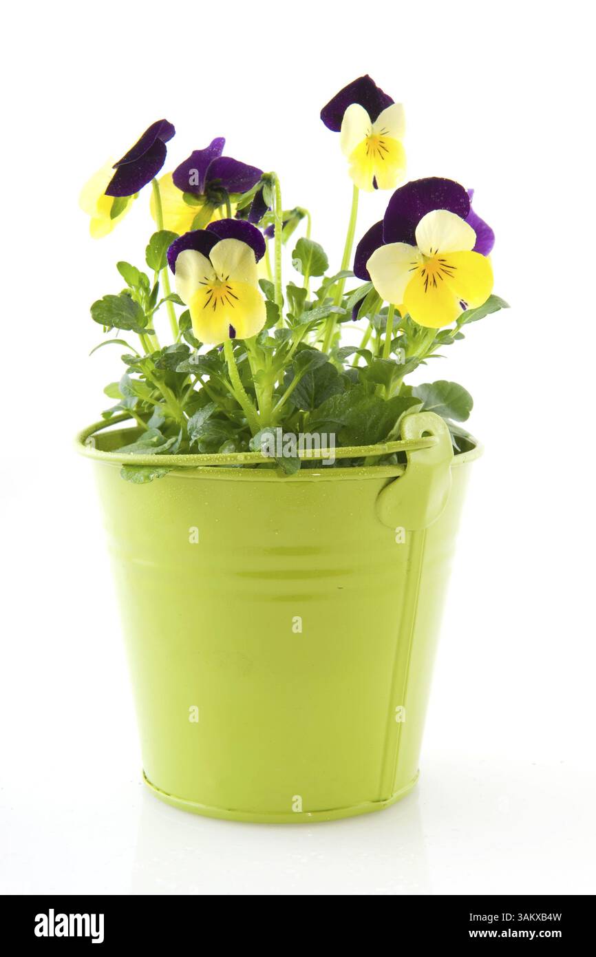 Purple and yellow Violets in green bucket with ribbon Stock Photo - Alamy