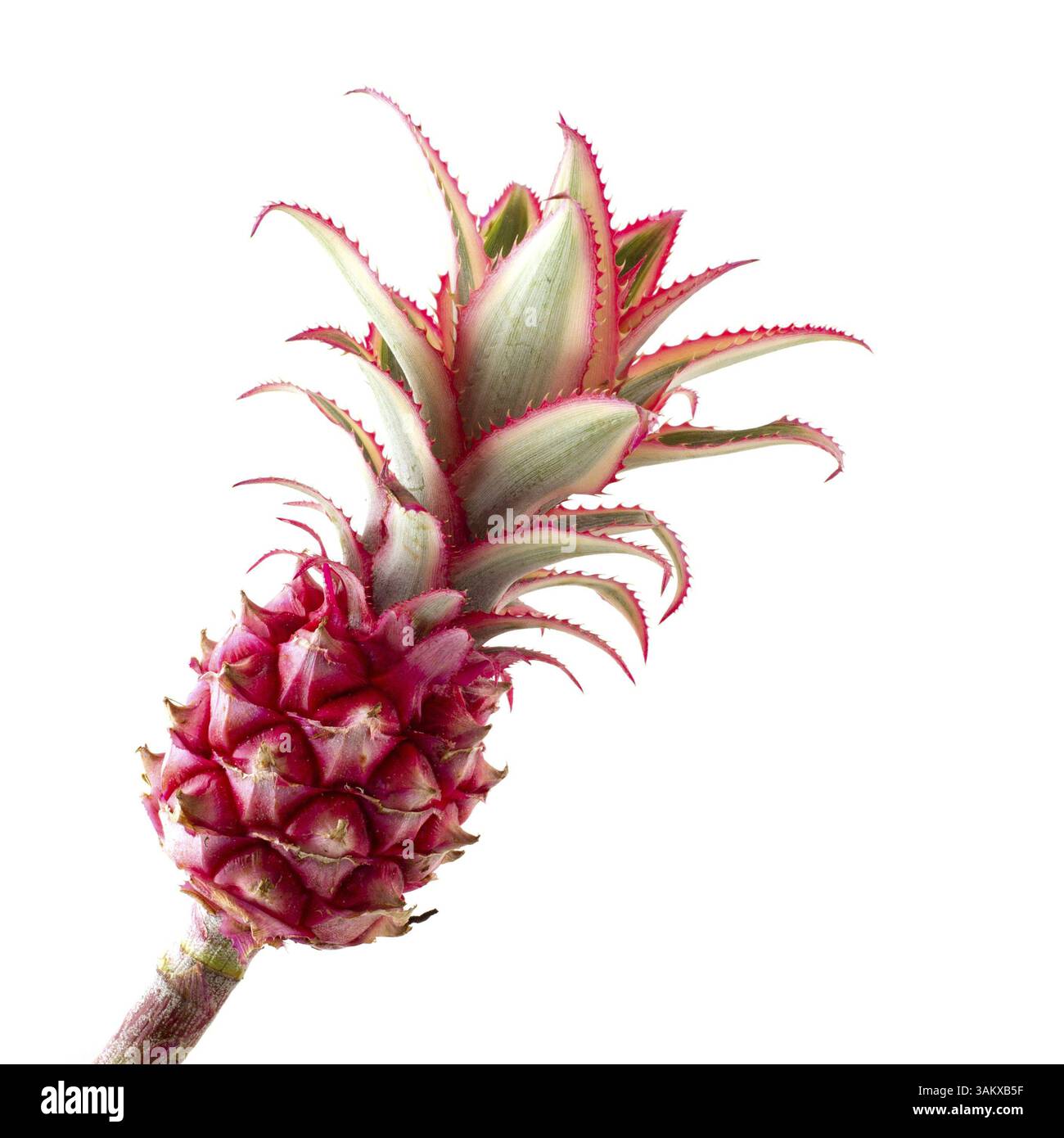 Little pineapple fruit on stem isolated over white background Stock ...