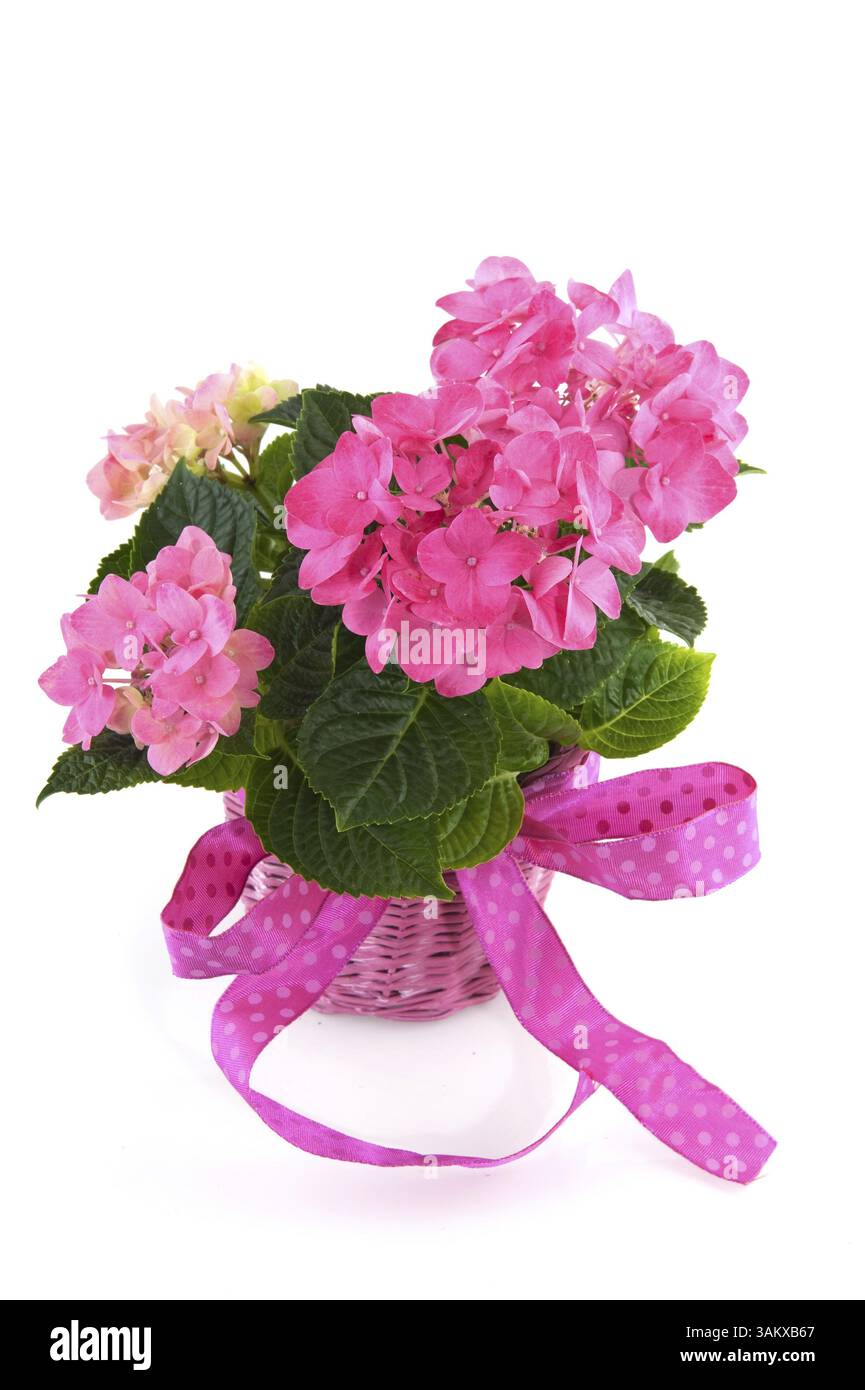 Pink Hydrangea in basket for the birthday Stock Photo - Alamy
