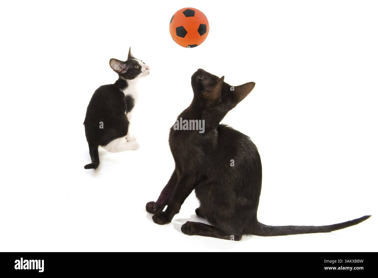 Siamese cats are playing with a ball in the studio Stock Photo - Alamy