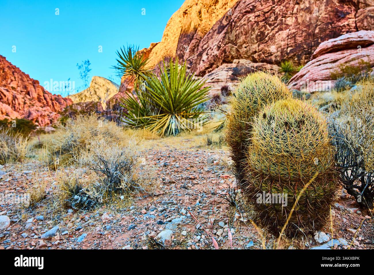 Barrel Cacti and Yucca in Red Rock Wilderness Eye-Level View Stock ...
