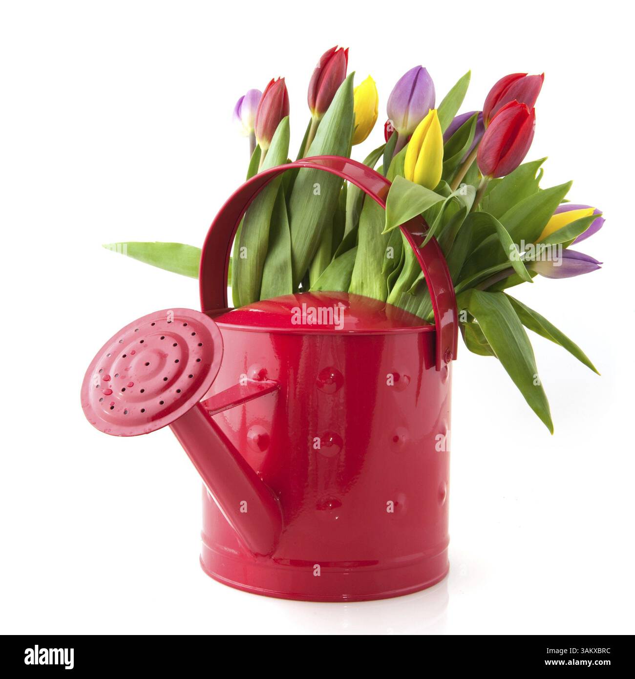 Decorative pink watering can with cheerful bouquet tulips Stock Photo ...