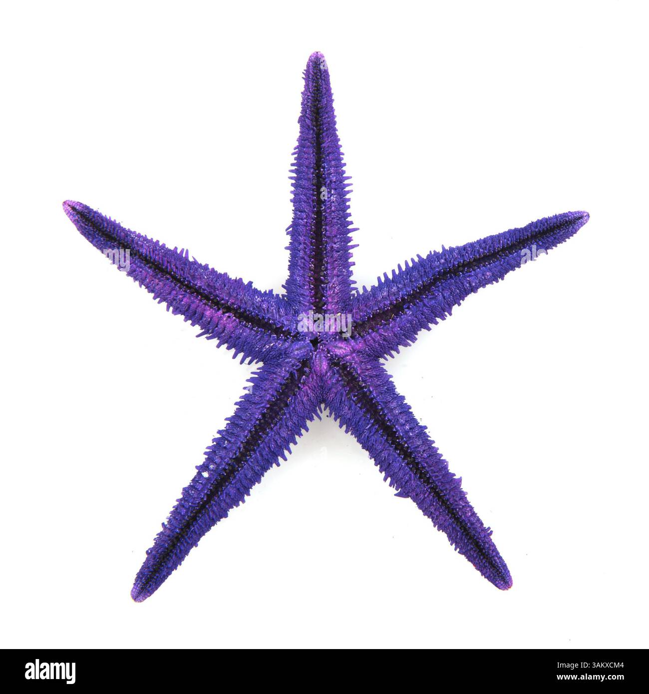 Purple starfish beach animal isolated over white background Stock Photo ...