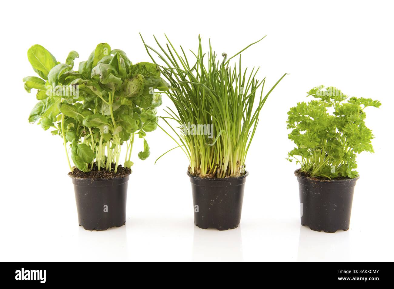 Kitchen herbs pots Cut Out Stock Images & Pictures - Alamy
