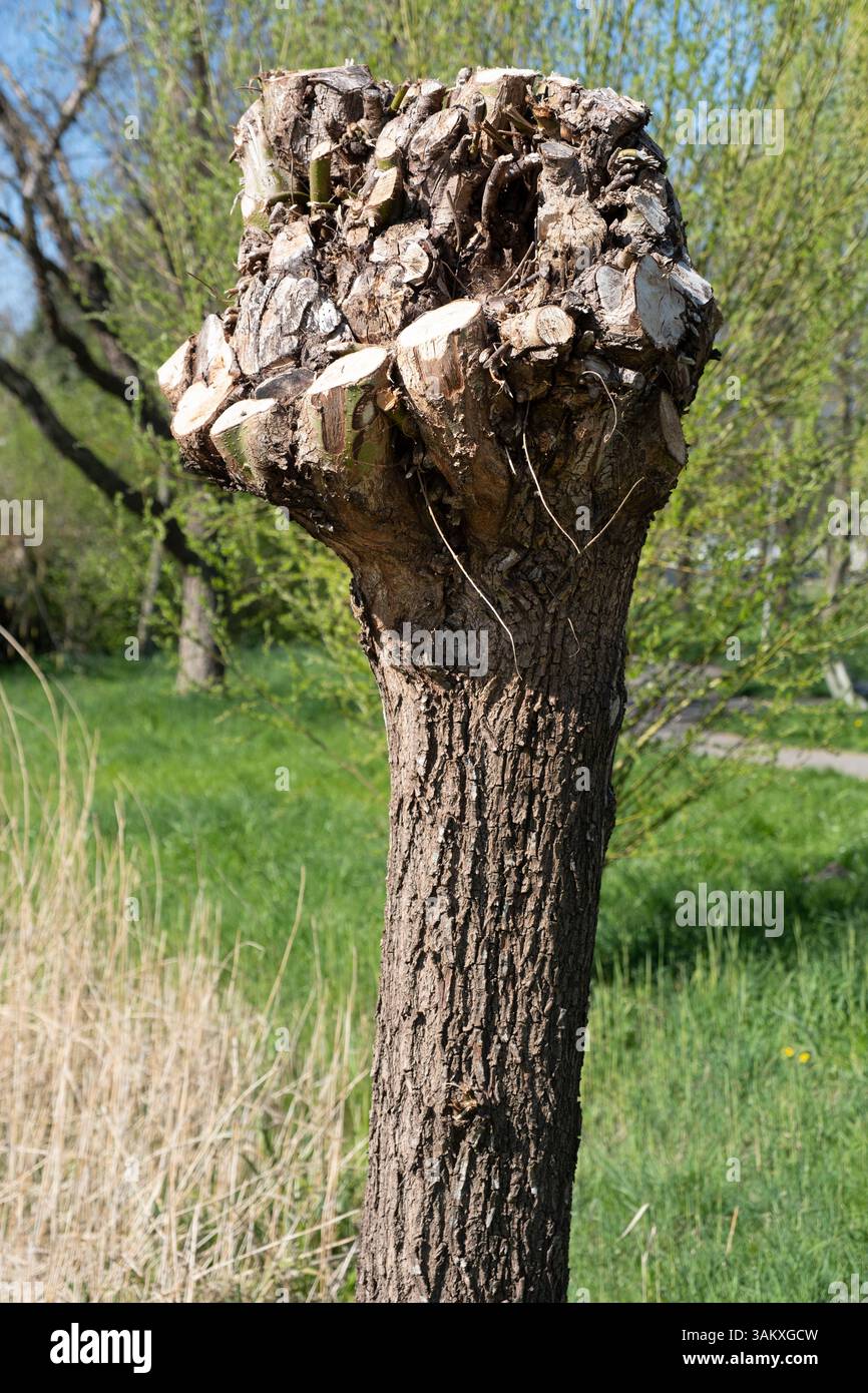 Newly pruned pollard willow lonely in a park in early spring Stock ...
