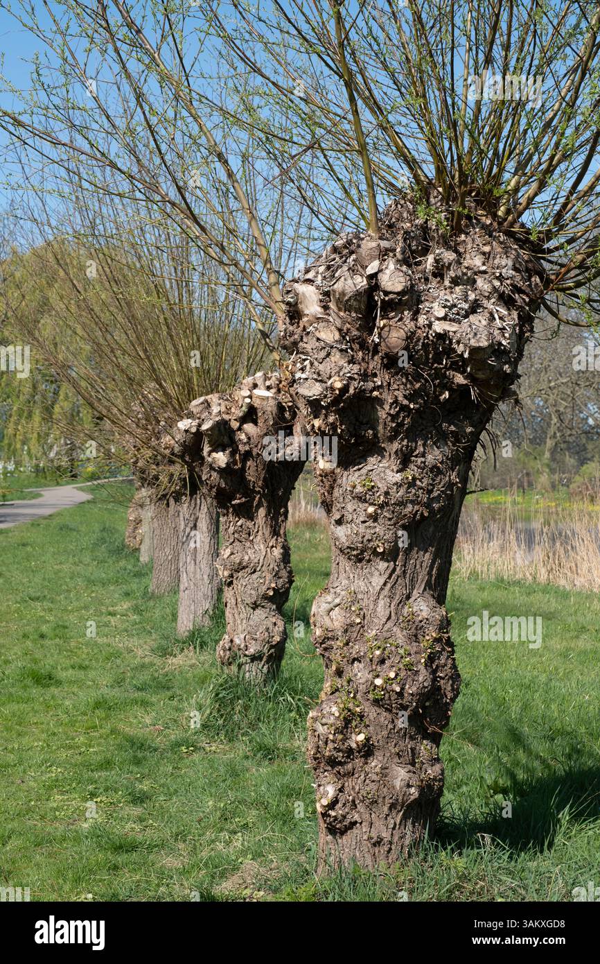 Freshly cut birch trees hi-res stock photography and images - Alamy