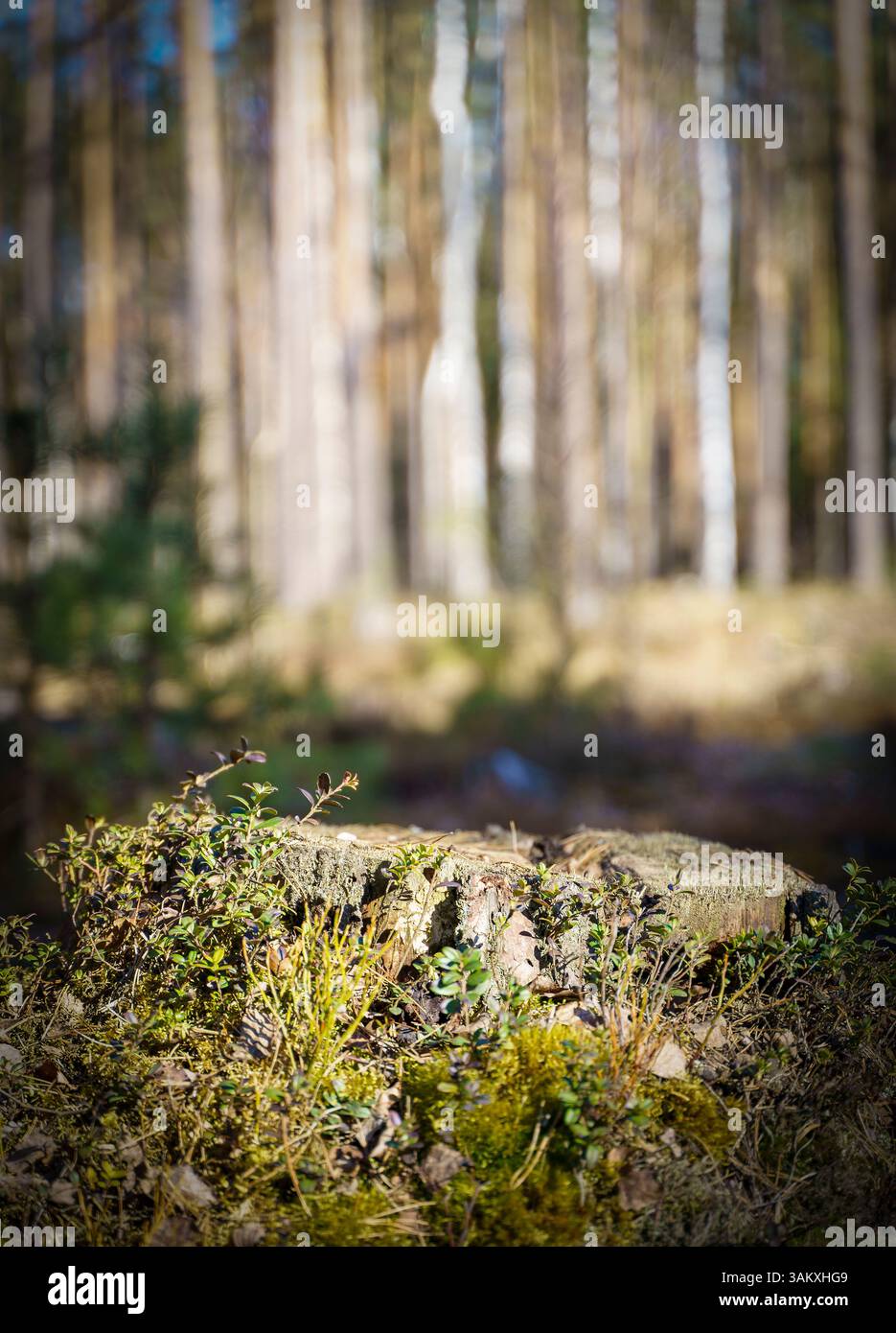 Table wood stomp podium in nature forest background. Place for Product ...