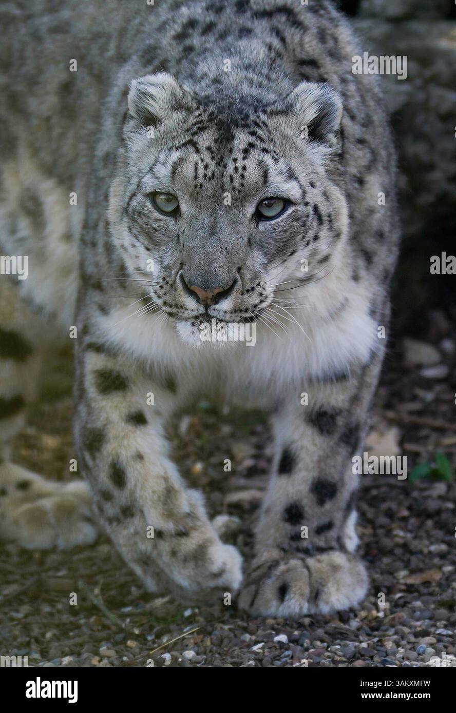 Laila, a snow leopard at the Big Cat Sanctuary in Smarden, Kent, who ...