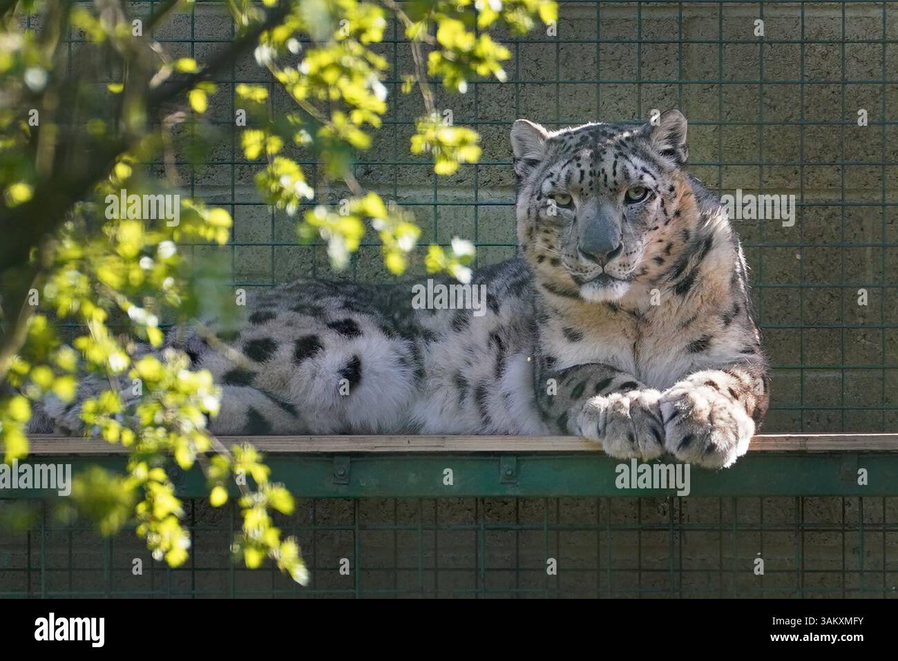 Yarko, a snow leopard and breeding partner to Laila at the Big Cat ...
