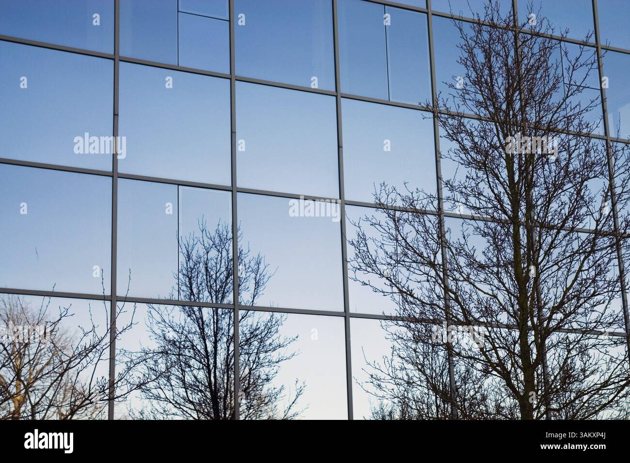 Modern trees mirrored in glass office building hi-res stock photography ...