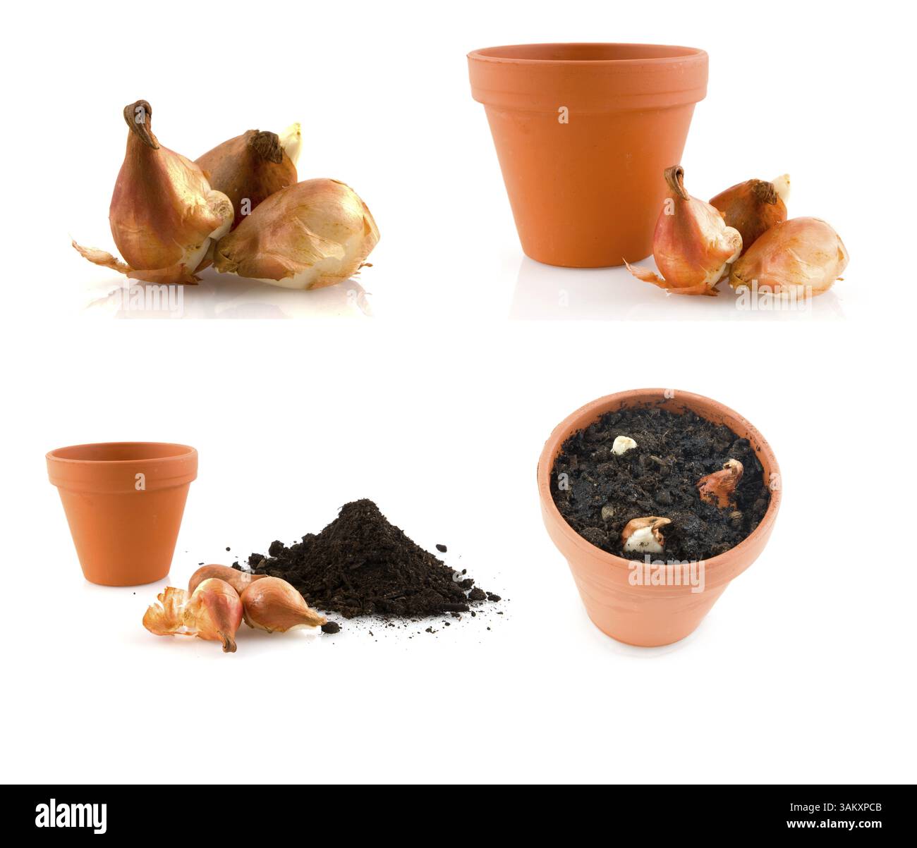 Three tulips flower bulbs isolated Stock Photo - Alamy