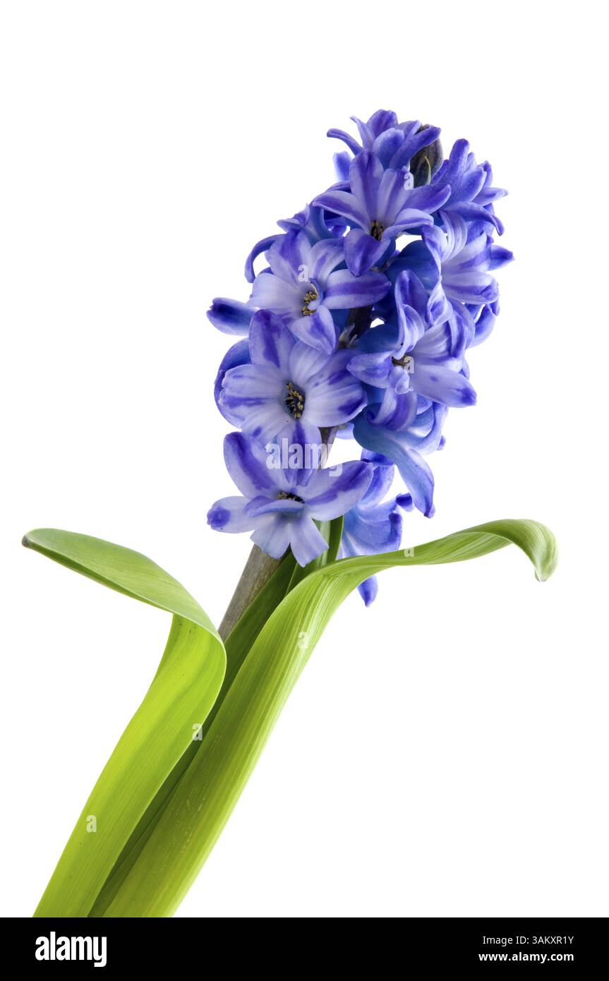 Blue flowers from the hyacinth in spring season Stock Photo - Alamy