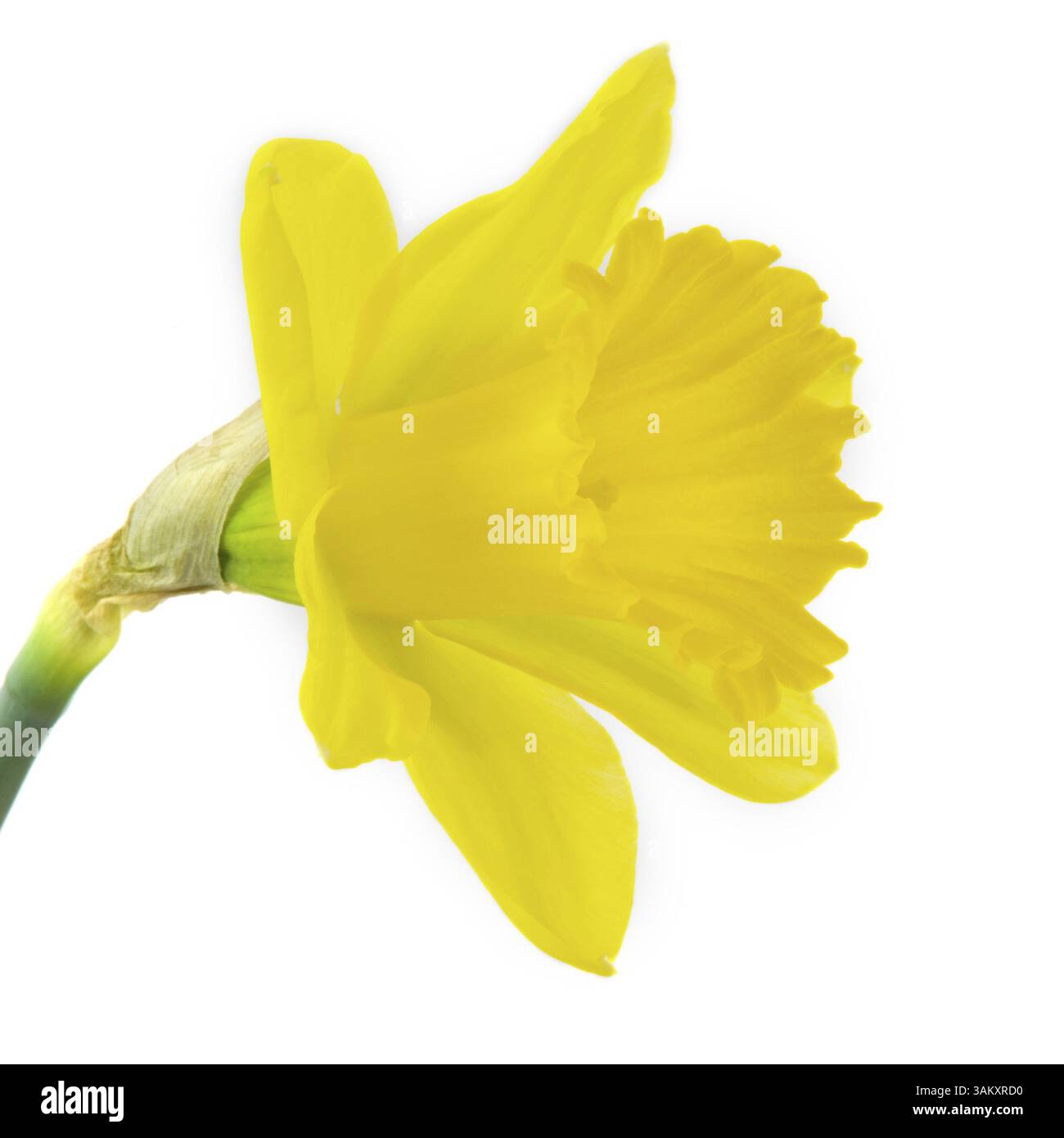 Photos of yellow flowers Cut Out Stock Images & Pictures - Alamy