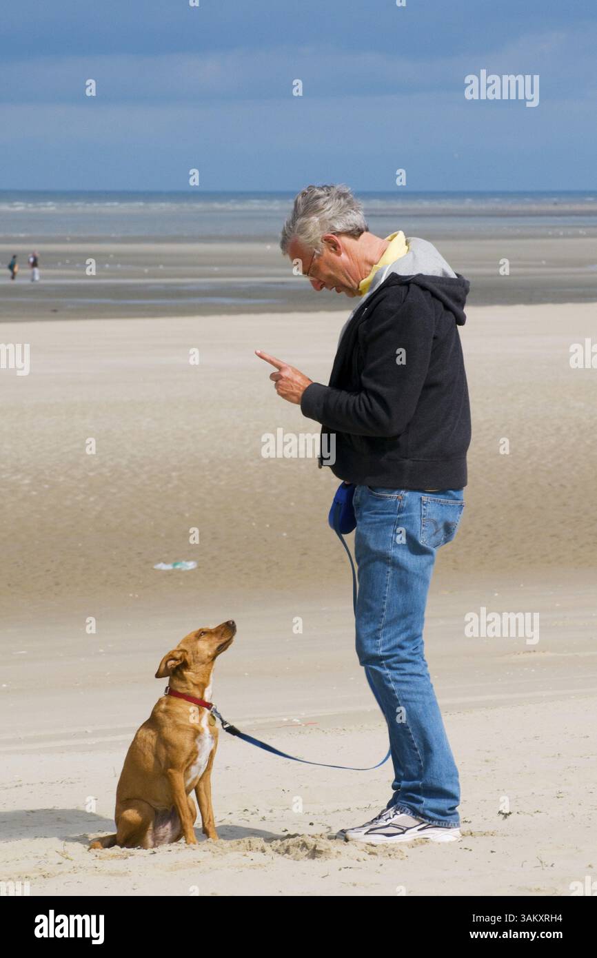 Training the dog obedience Stock Photo - Alamy