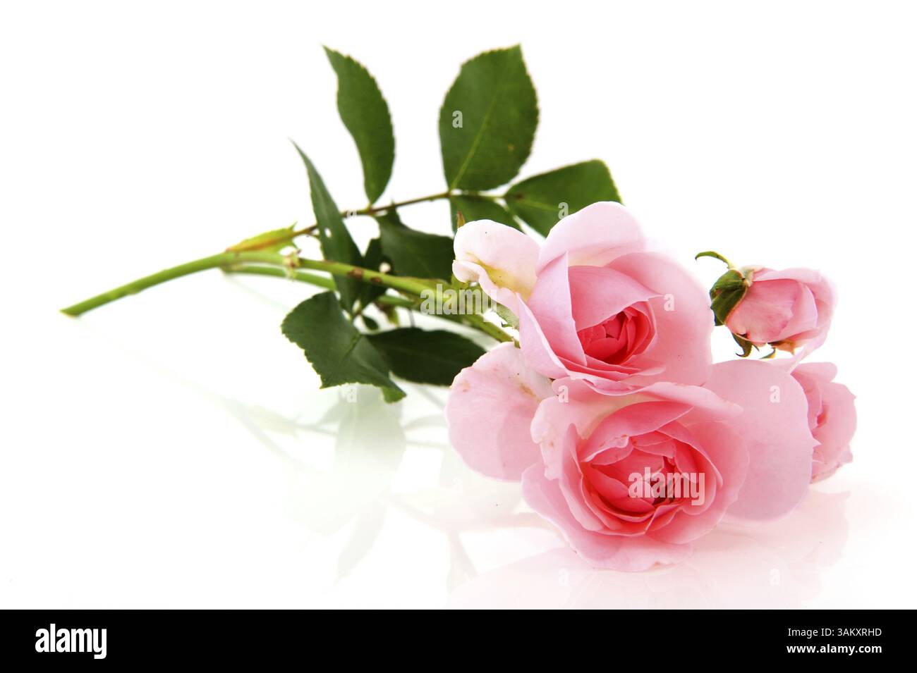 Pink nature roses from the garden isolated over white Stock Photo - Alamy