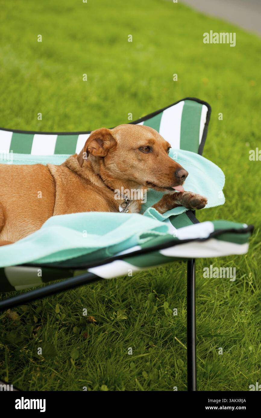 Dog holiday vacation holidays hi-res stock photography and images - Alamy