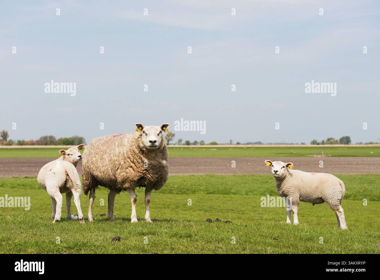 Sheep with lambs in Dutch landscape with meadows Stock Photo - Alamy