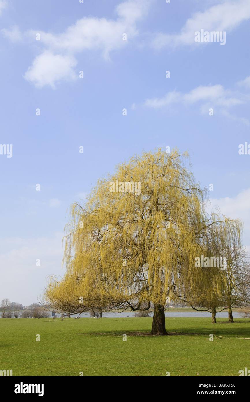 Willow tree in landscape near the river Stock Photo - Alamy