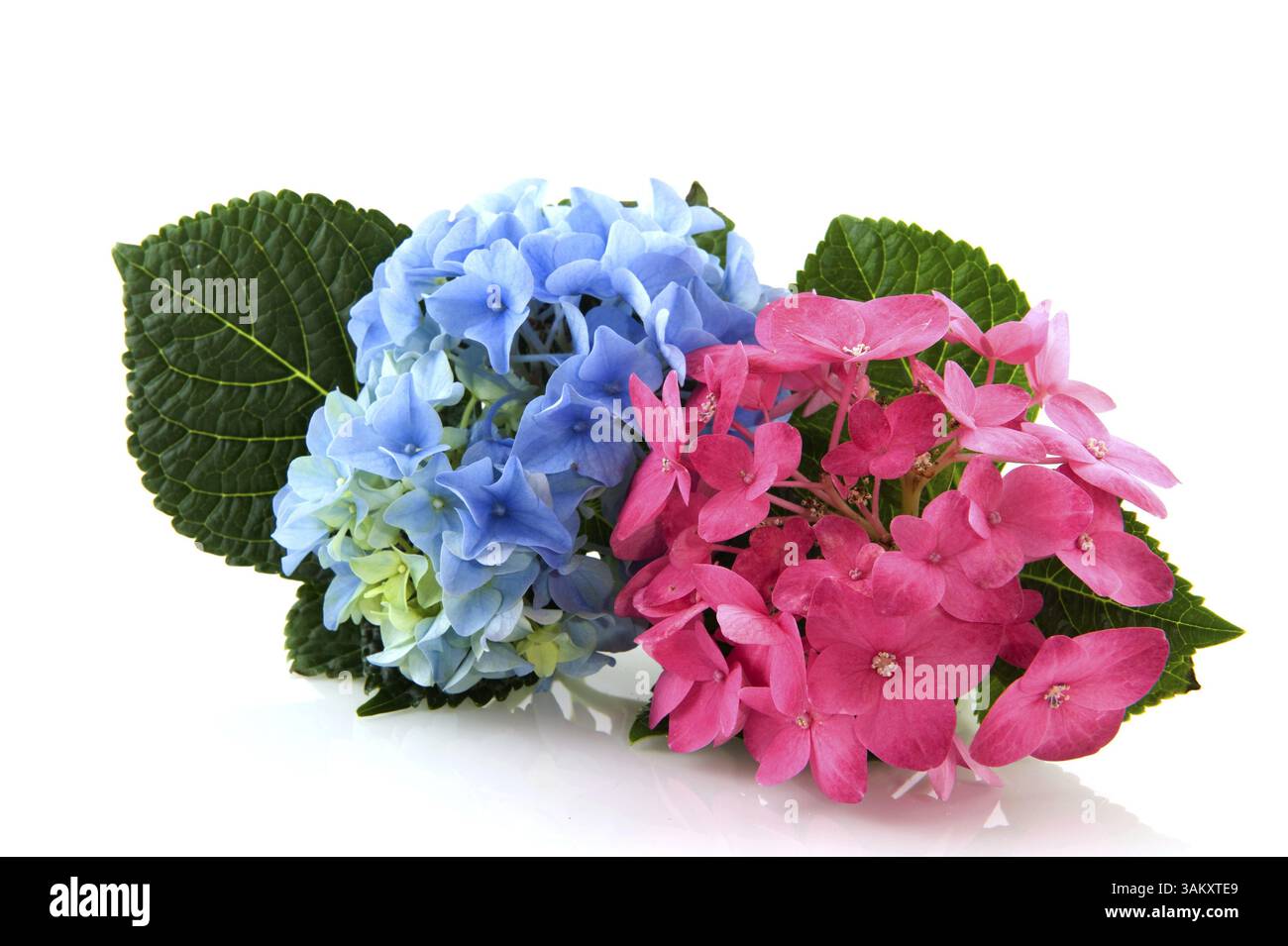 Blue and Pink Hydrangea isolated over white Stock Photo - Alamy
