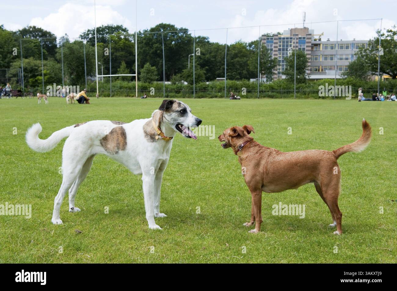 Spanish Podenco hound dog for hunting purpose Stock Photo - Alamy