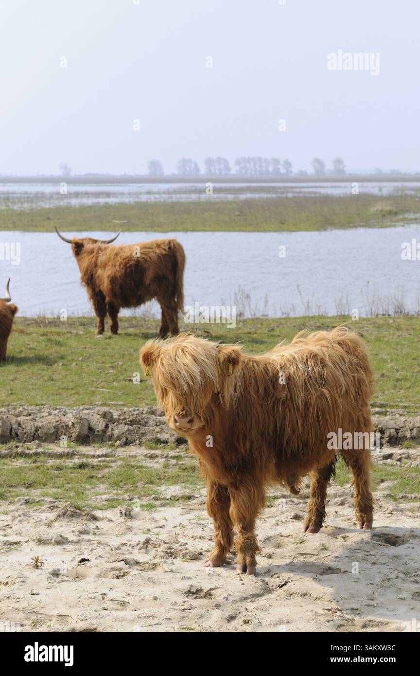 Scottish Highlander cattle in river landscape Stock Photo - Alamy