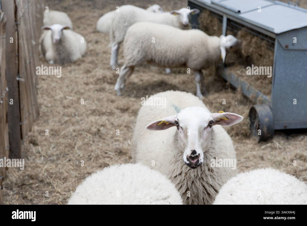 Dutch sheep behind the fence Stock Photo - Alamy